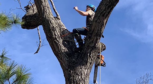 Tree Services Explained – Greens and Trees Roswell Ga